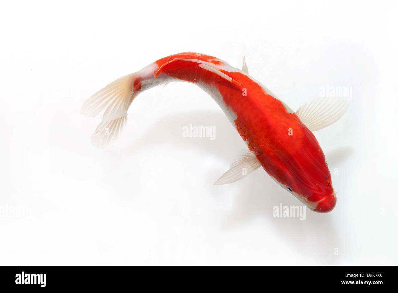 Gold fish isolated on white Stock Photo - Alamy