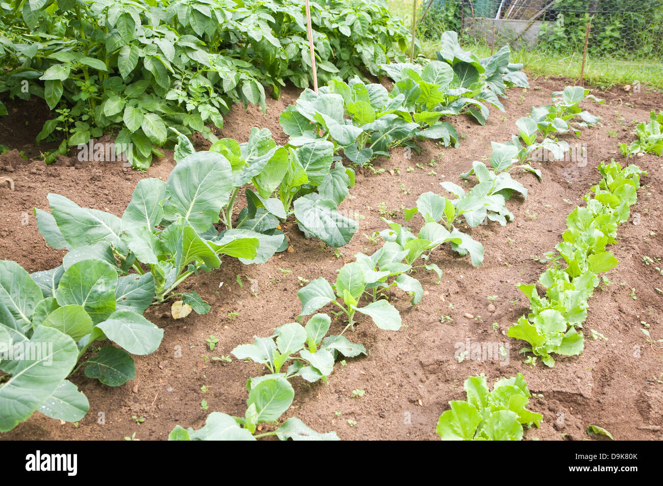 Vegetables growing in allotment garden Stock Photo - Alamy
