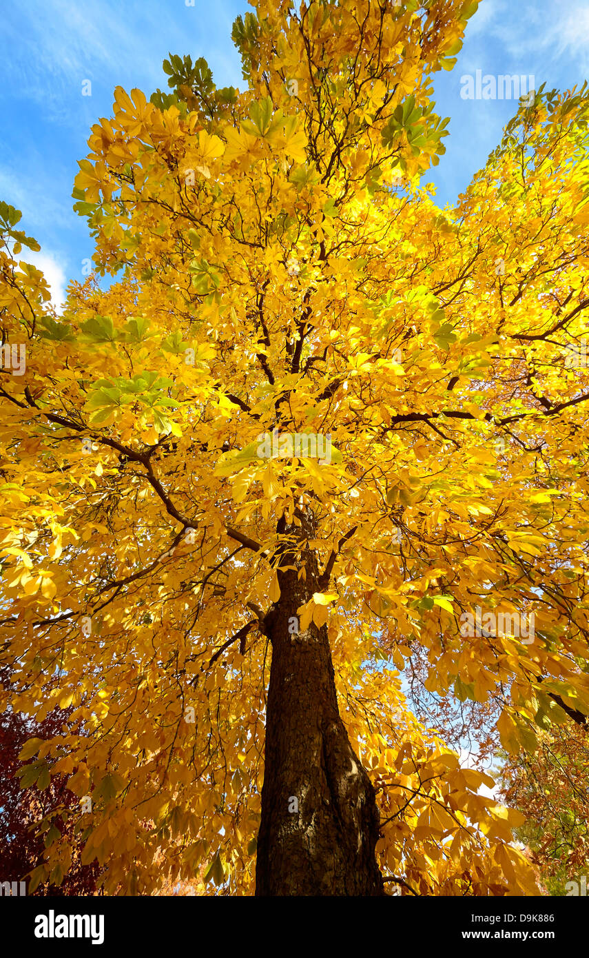 Conker tree (Aesculus hippocastanum) in autumn at the Royal Botanical ...