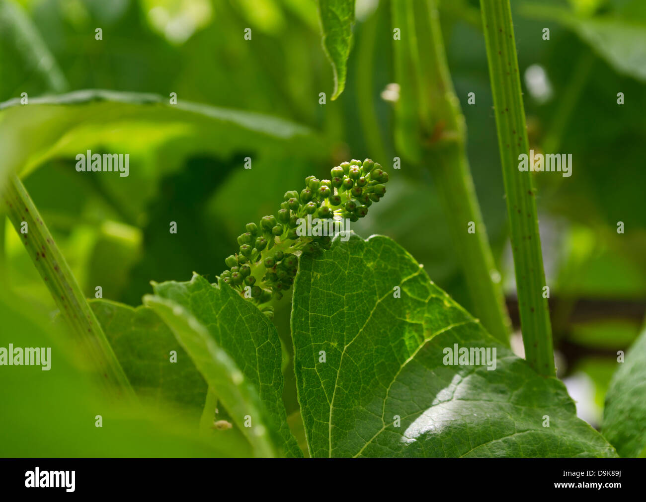 Spring in the vineyards canada hi-res stock photography and images - Alamy