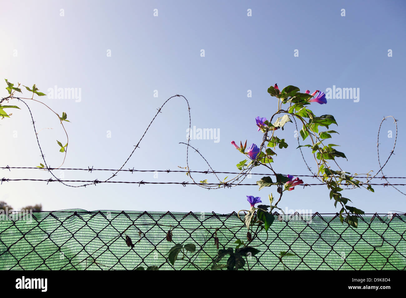 flower grows along barbed wire Stock Photo - Alamy