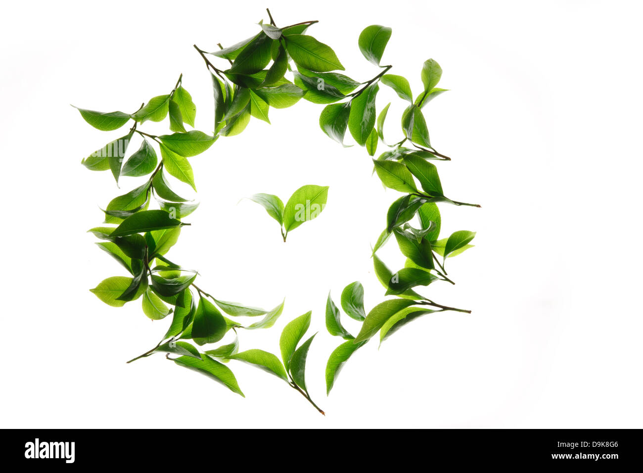 Close-up of tea leaves Stock Photo - Alamy