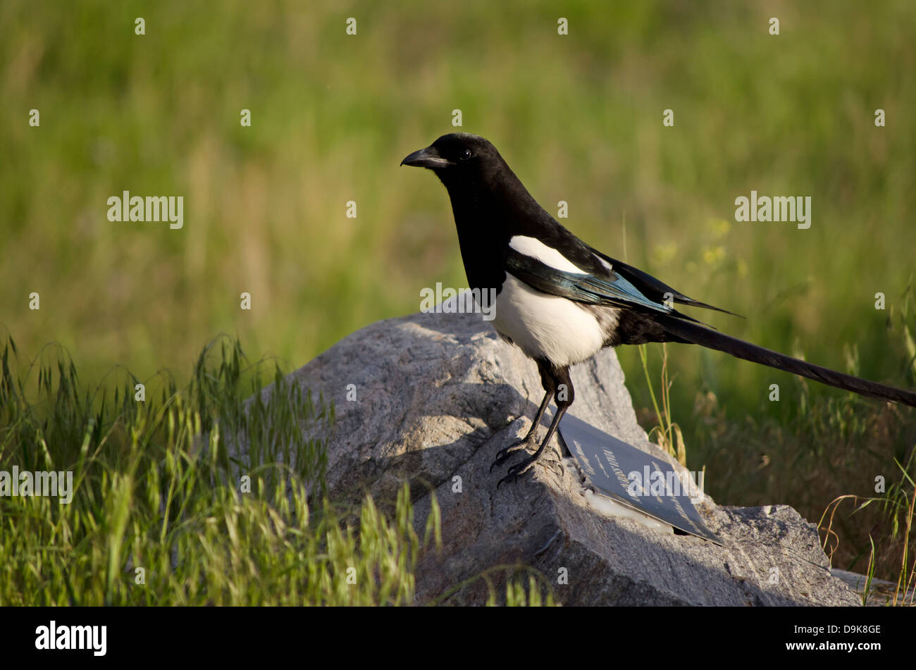 Long tailed magpie hi-res stock photography and images - Alamy