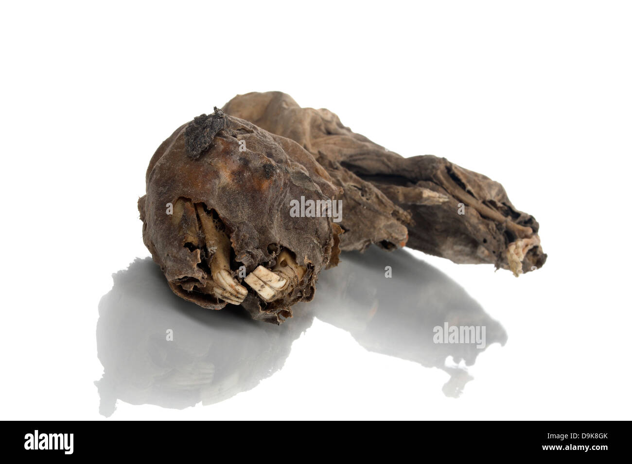Mummified rabbit hi-res stock photography and images - Alamy
