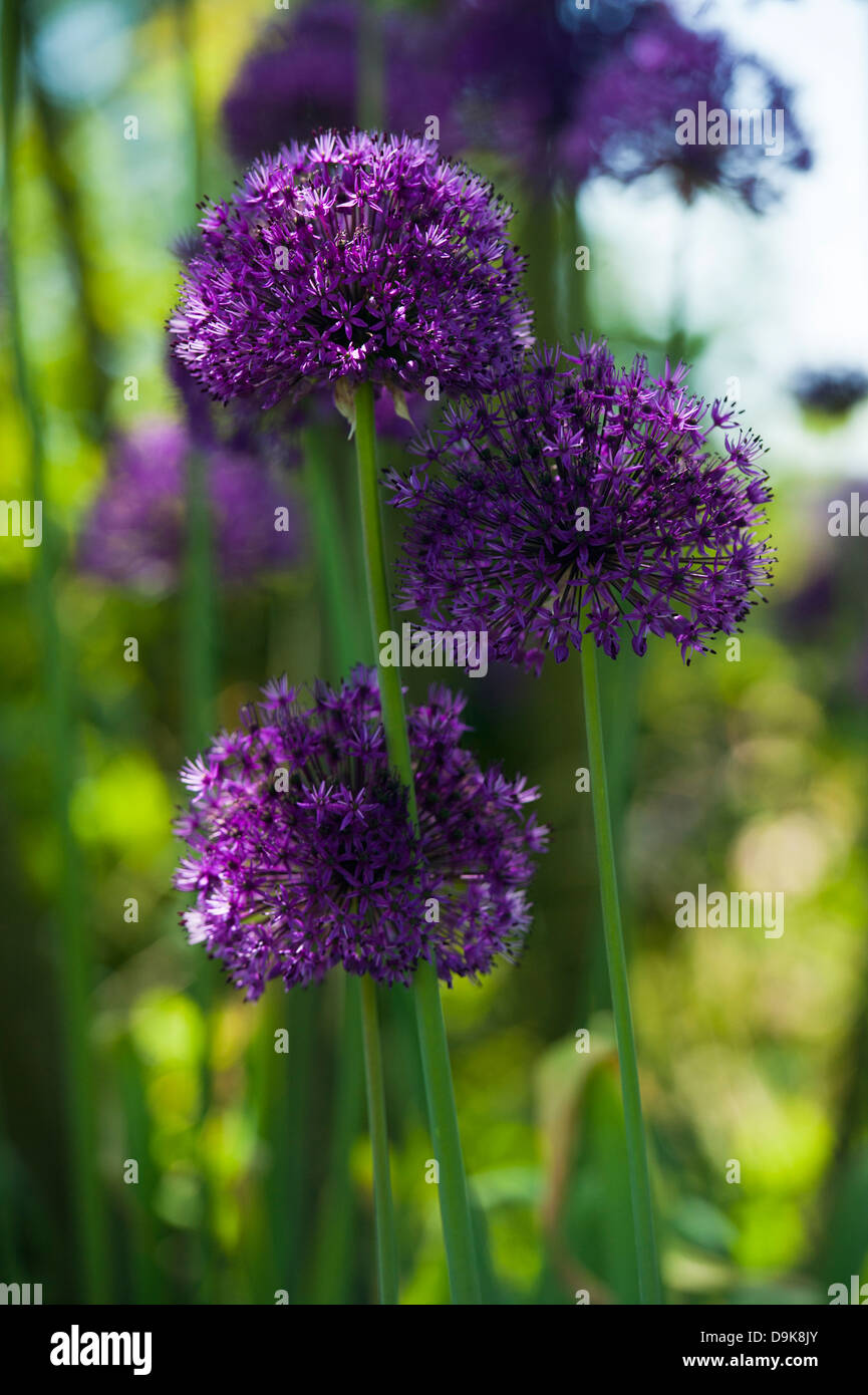 Tall alliums hi-res stock photography and images - Alamy