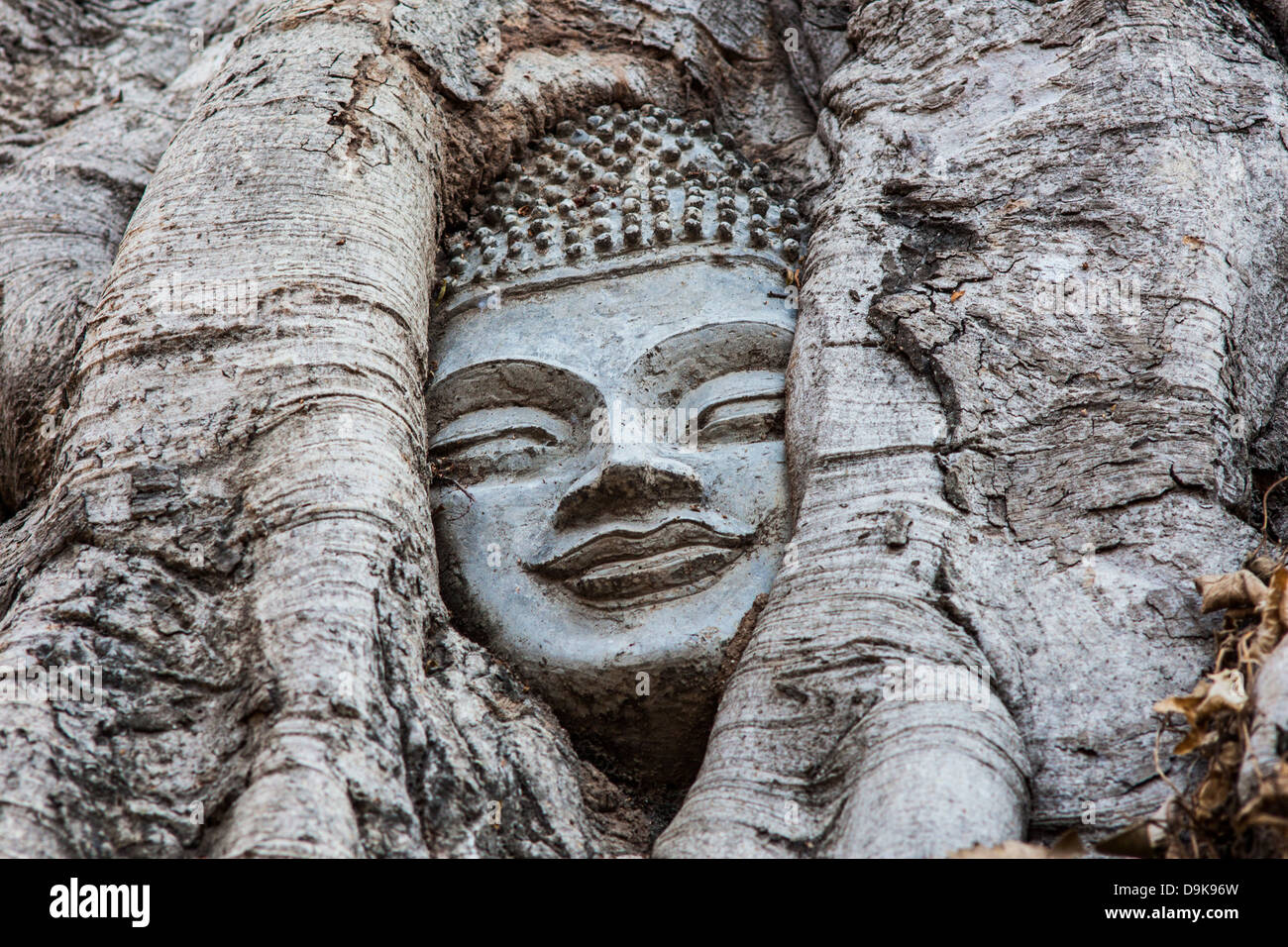 Buddha Enlightenment Tree Art High Resolution Stock Photography and ...