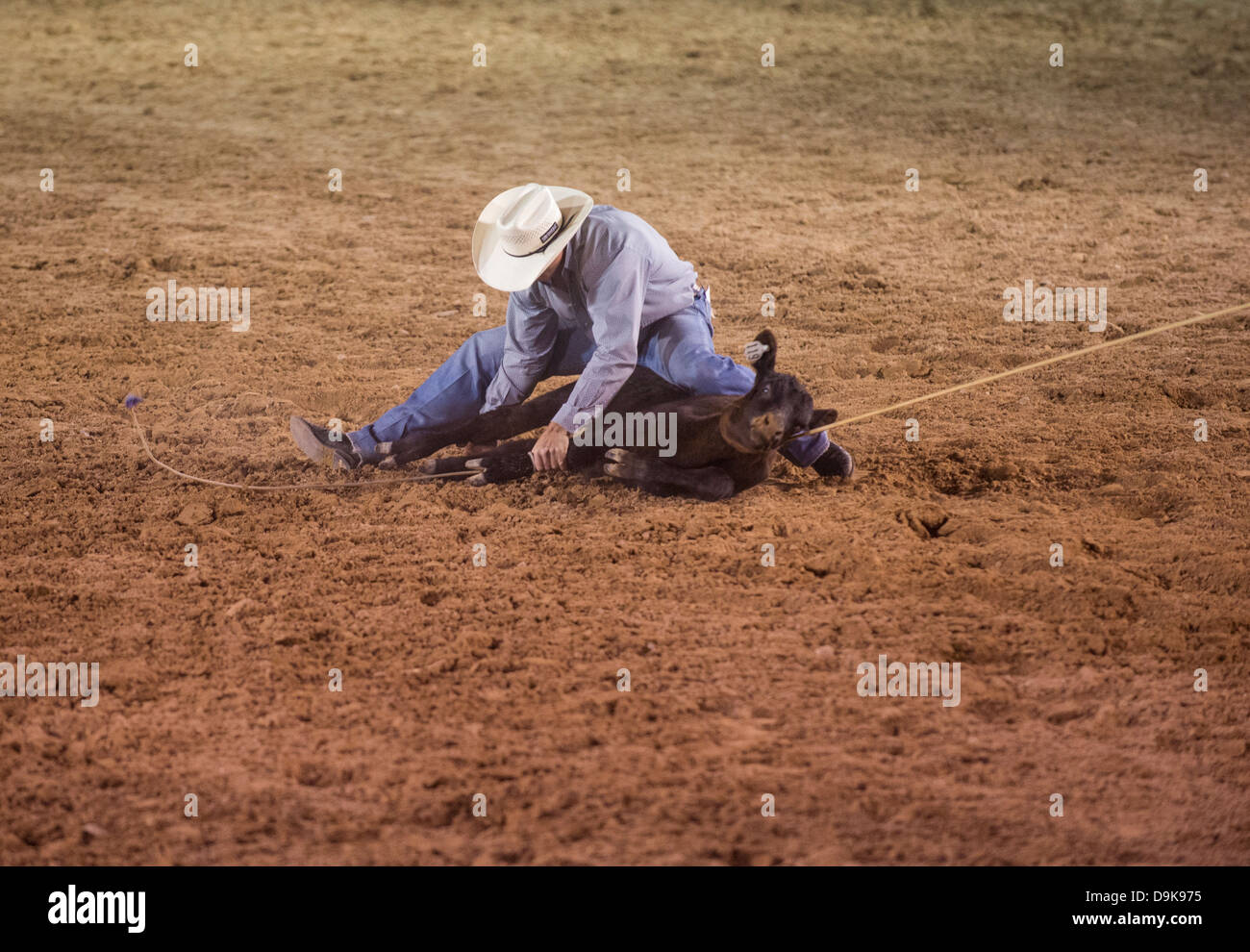 Cowboy Participant in a Calf roping Competition at the Helldorado Days ...