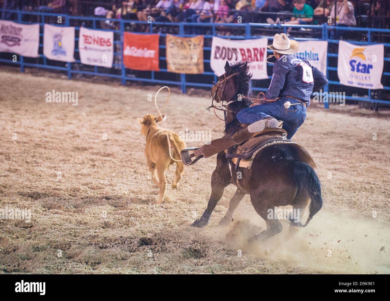 Cowboy Participant in a Calf roping Competition at the Helldorado Days ...