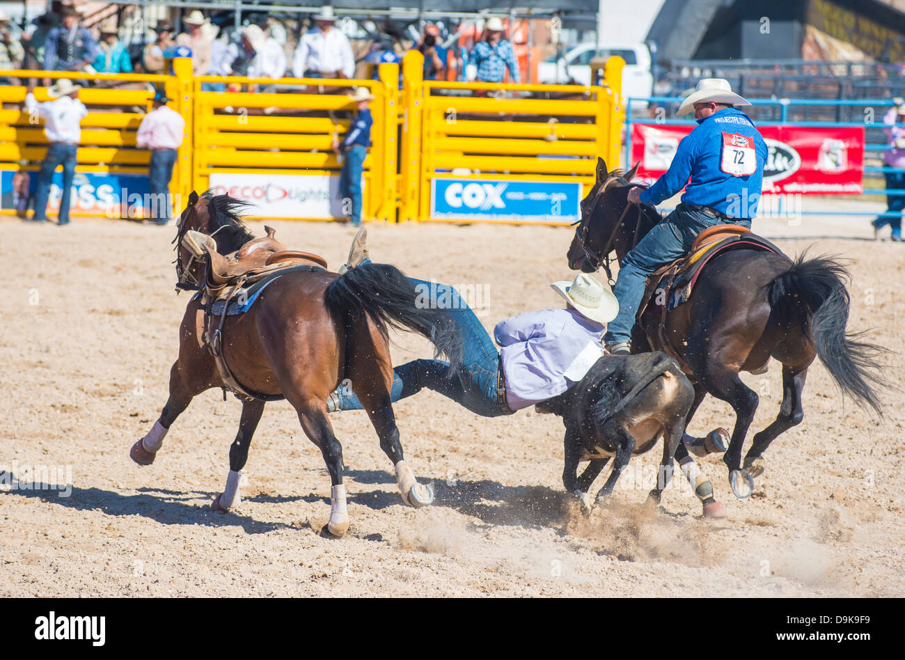 Cowboy Participant in a Calf roping Competition at the Helldorado Days ...