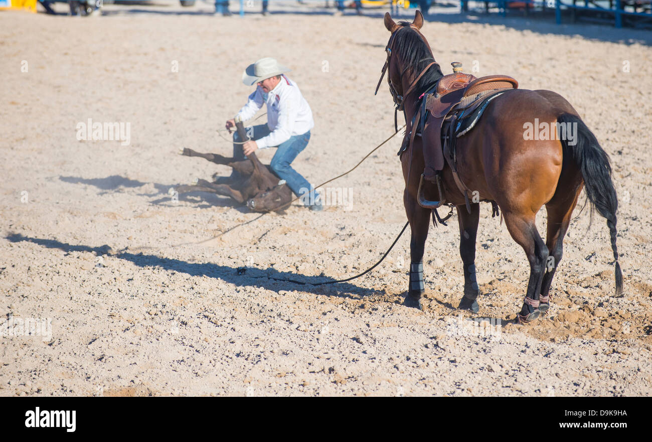 Cowboy Participant in a Calf roping Competition at the Helldorado Days ...