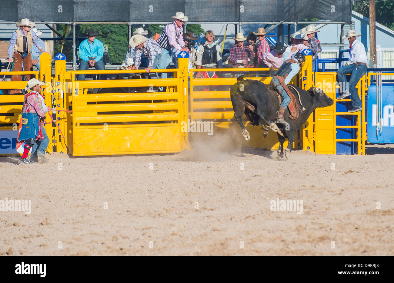 Cowboy Participant in a Bull riding Competition at the Helldorado Days ...