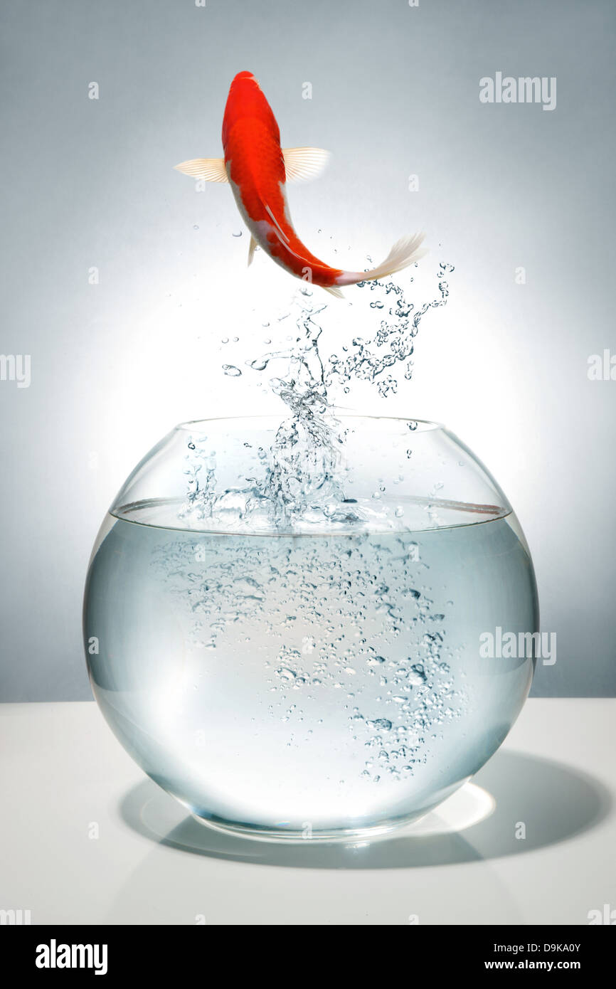 Gold fish jumping hi-res stock photography and images - Alamy