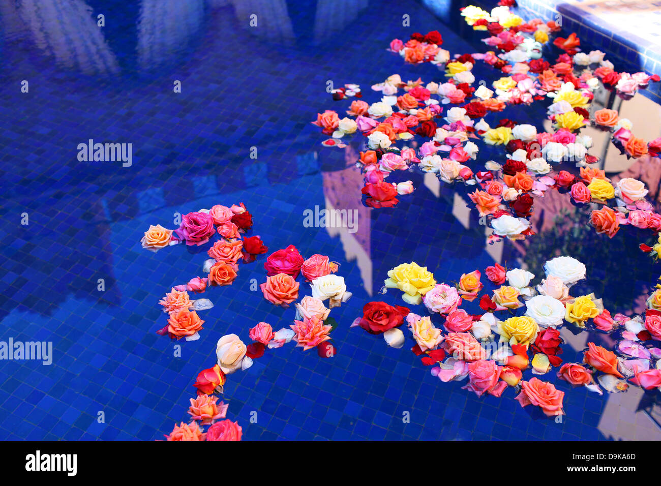 roses in swimming pool Stock Photo - Alamy