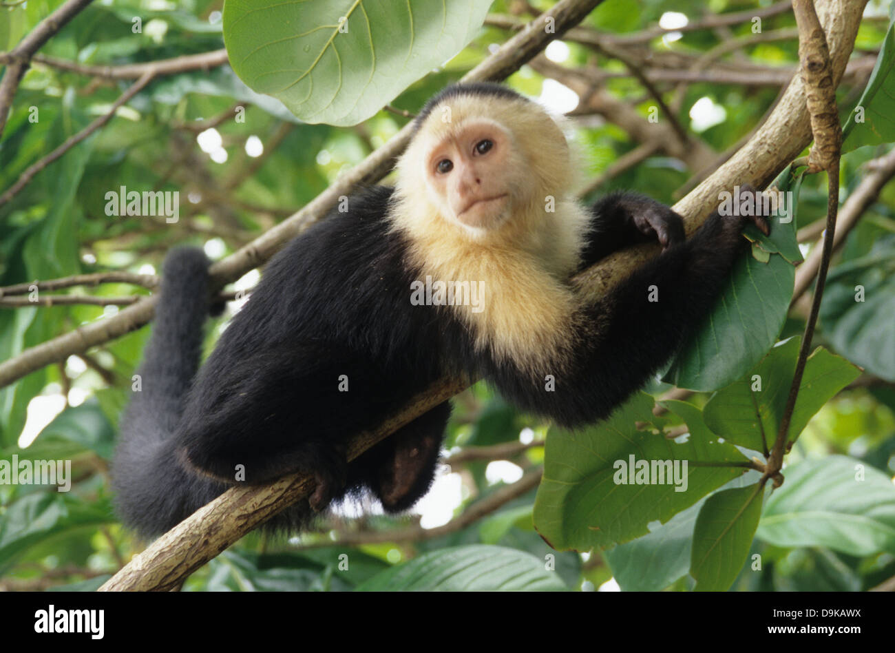 Cebo hi-res stock photography and images - Alamy