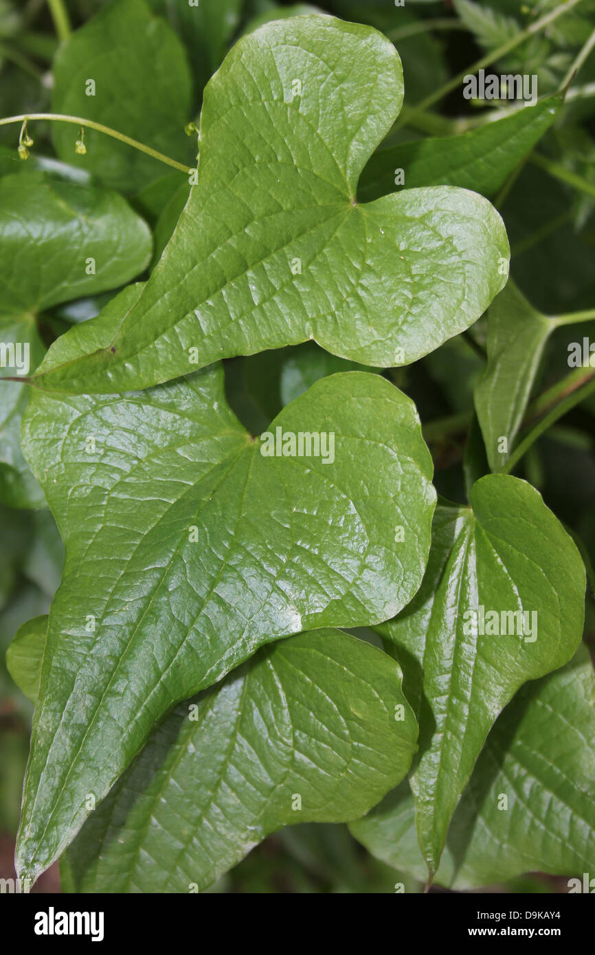 Black Bryony Dioscorea communis leaves Stock Photo - Alamy