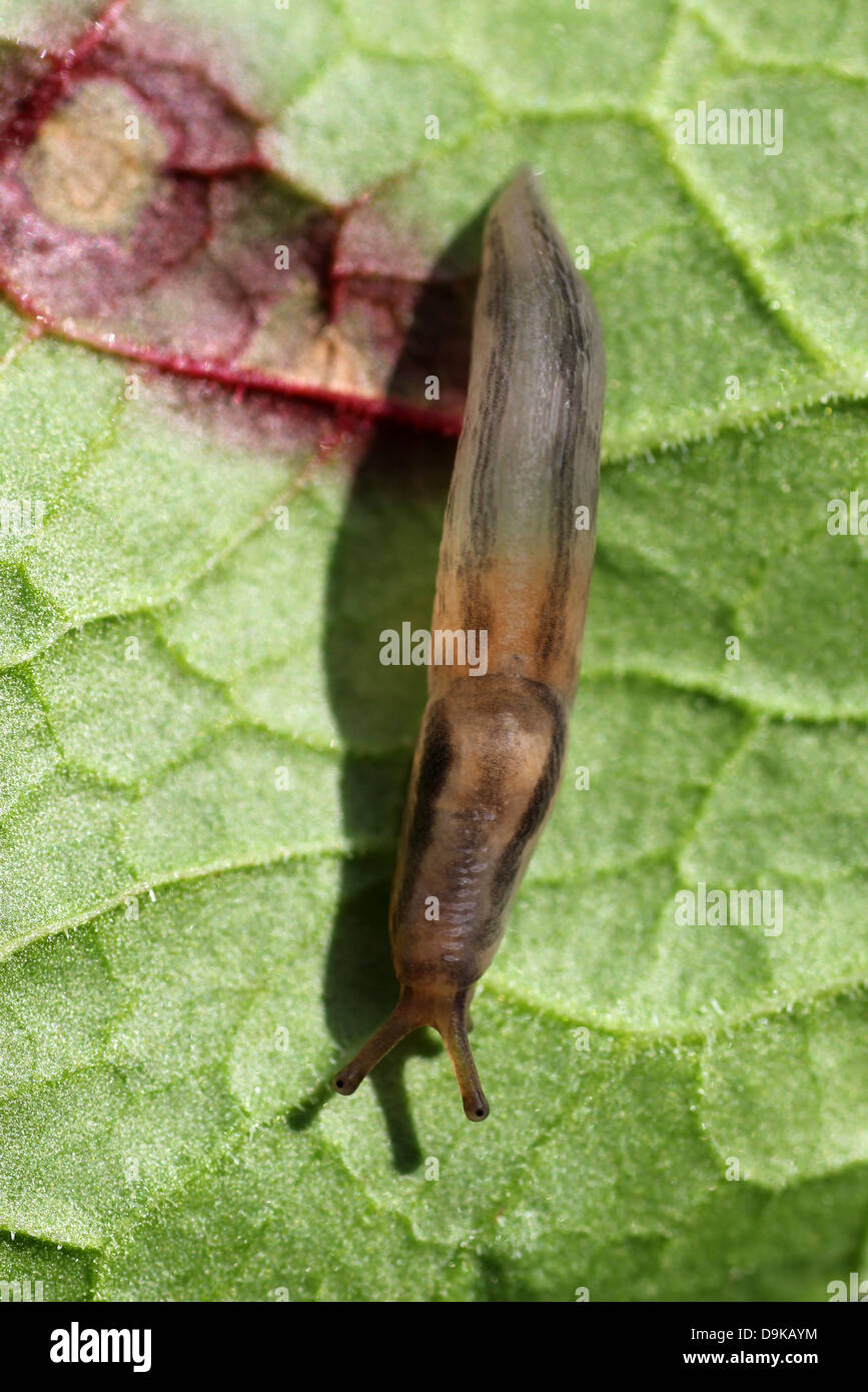 Juvenille Slug On A Dock Leaf Stock Photo - Alamy
