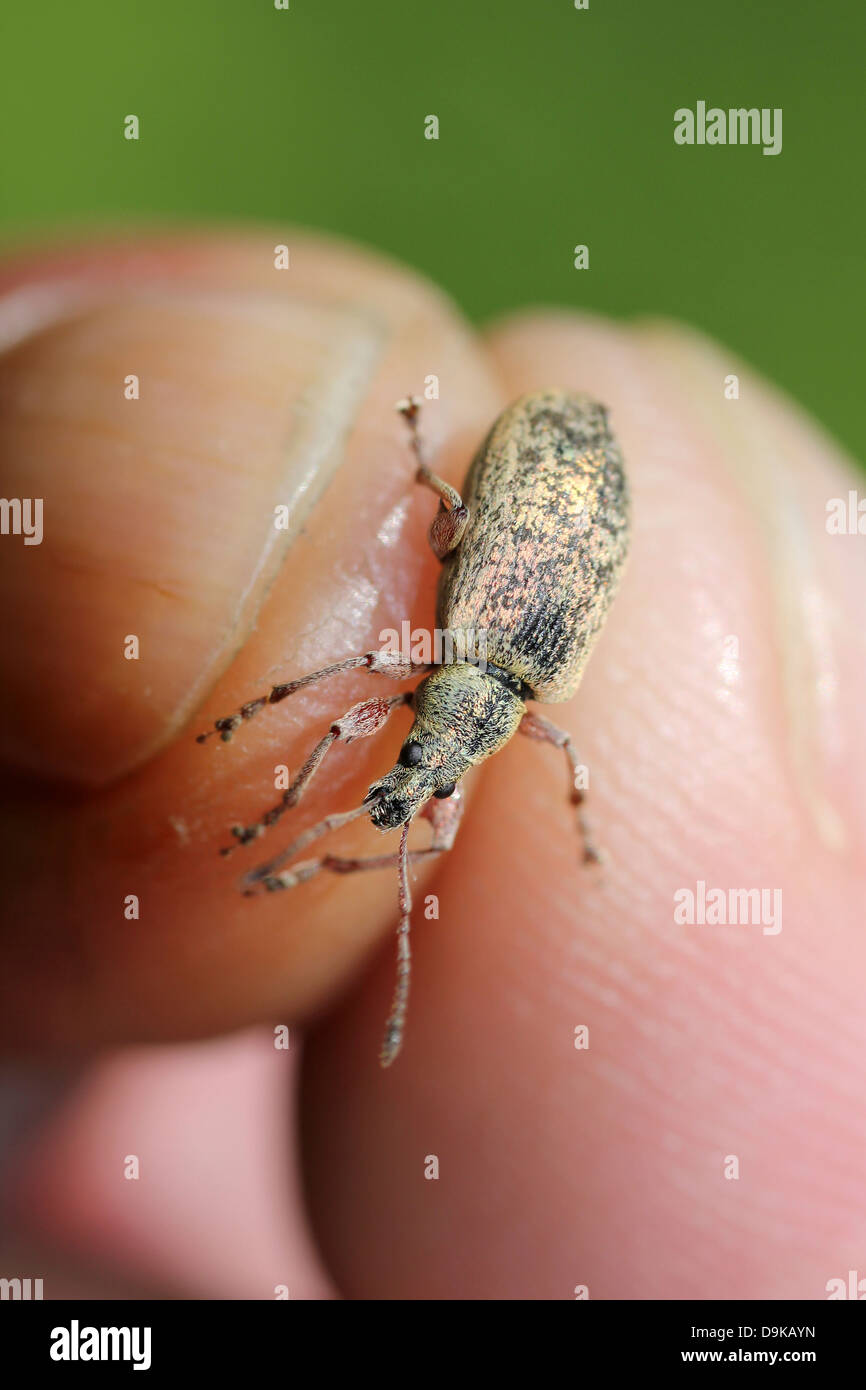 Weevil Phyllobius glaucus Stock Photo - Alamy