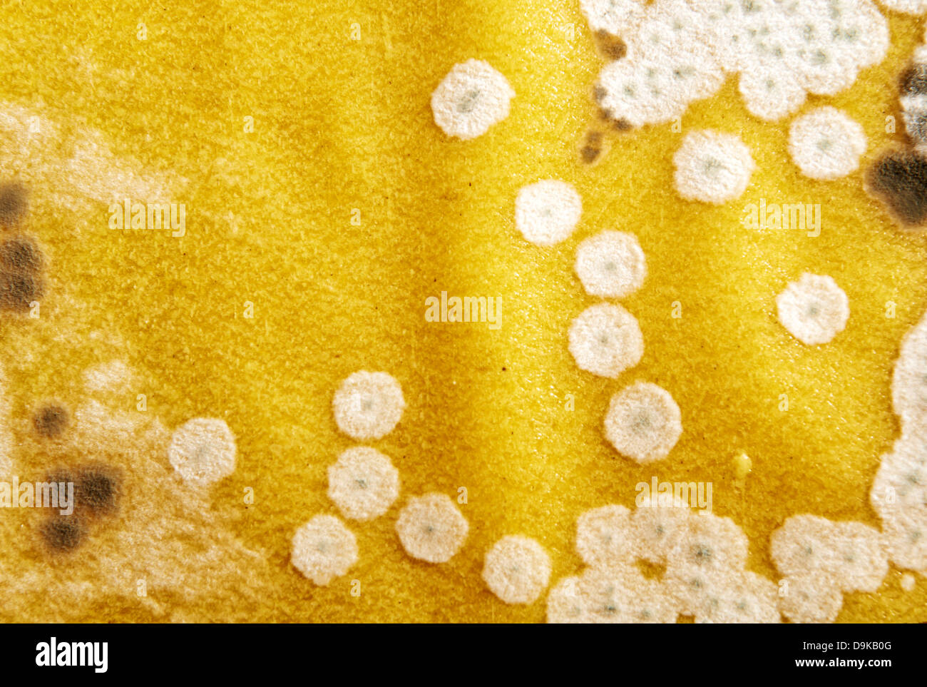 Mold on noodles for lasagna Stock Photo - Alamy