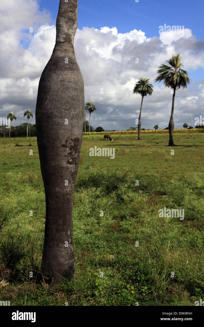 Barrigona Palm High Resolution Stock Photography and Images - Alamy