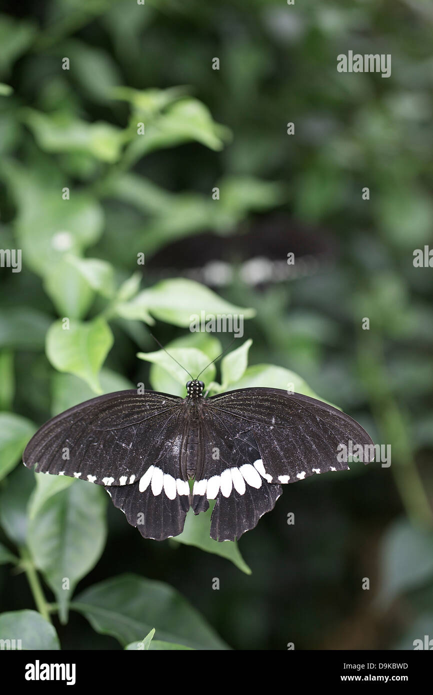 Common Mormon Butterfly - Papilio Polytes M Stock Photo - Alamy