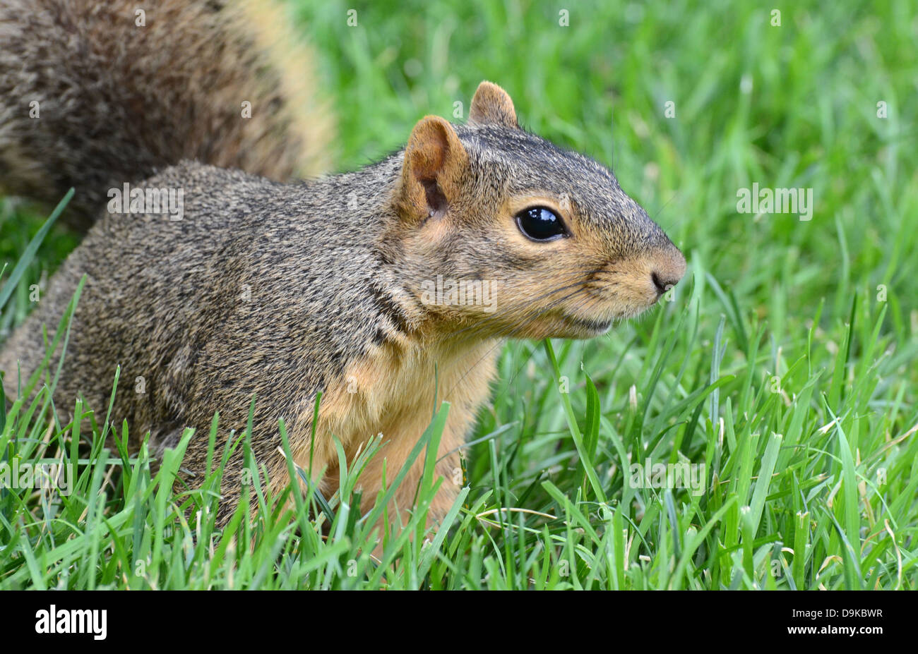 Squirrel looking at me hi-res stock photography and images - Alamy