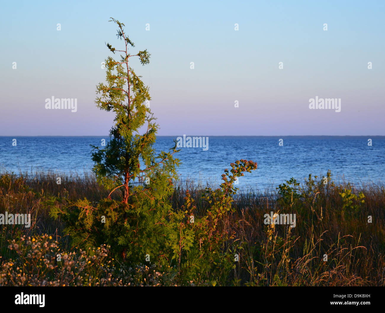 Shore pine hi-res stock photography and images - Alamy