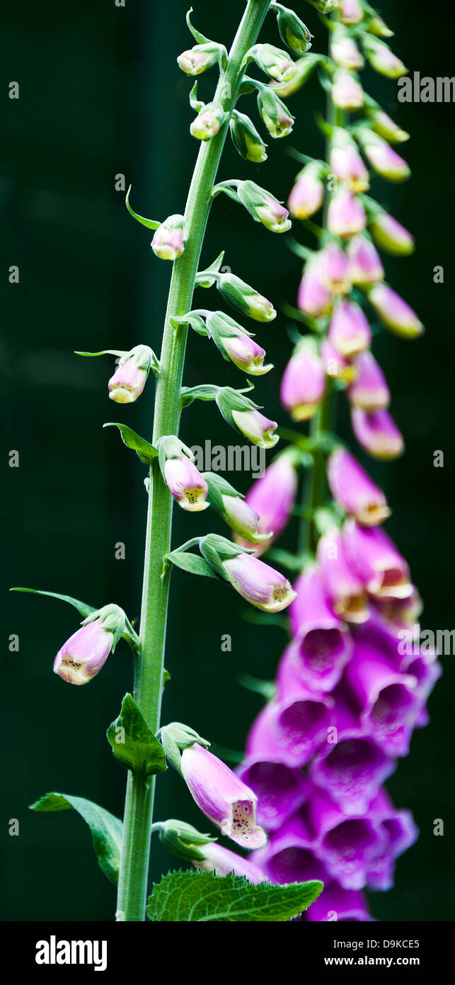 Closeup of Pink Foxglove Flowers in an Alsager Garden Cheshire England ...