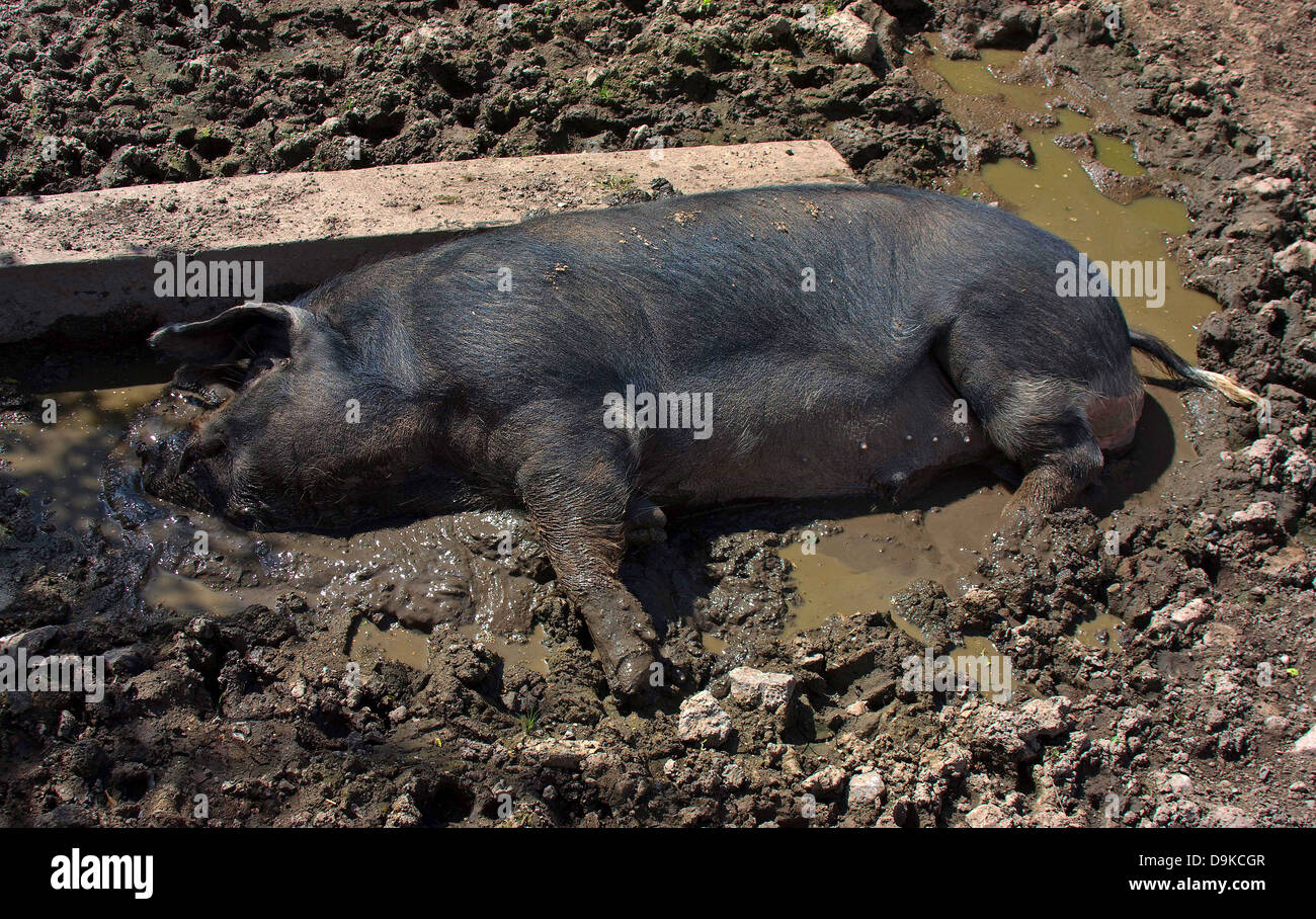 Pig in muck Stock Photo - Alamy