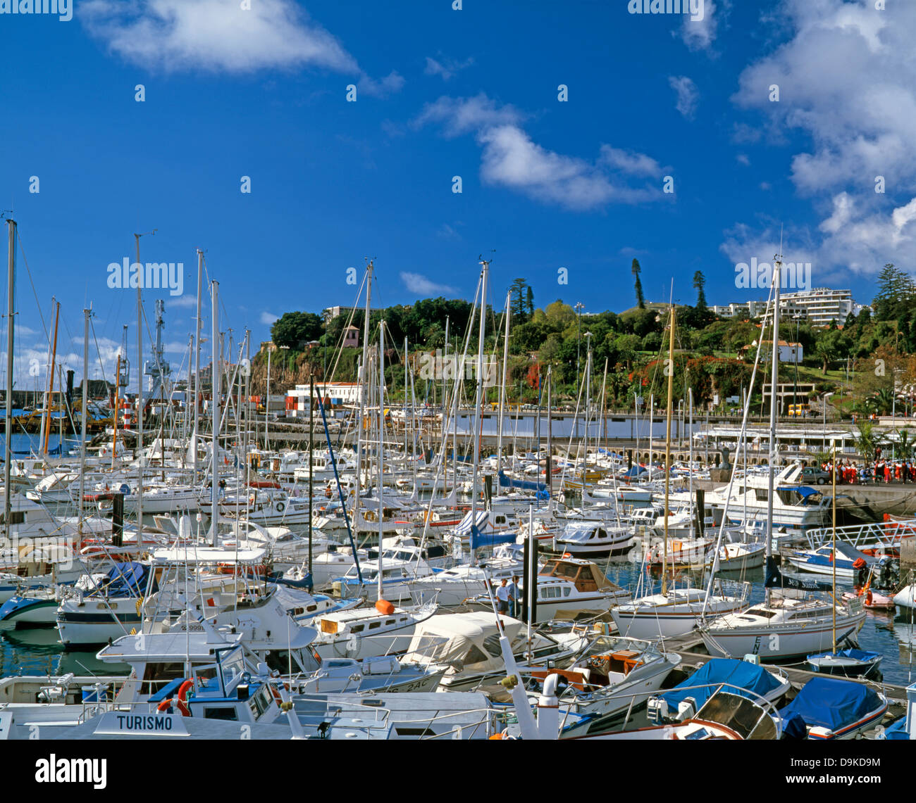 Moored boats in the sunshine packed into Funchal marina / harbour in ...