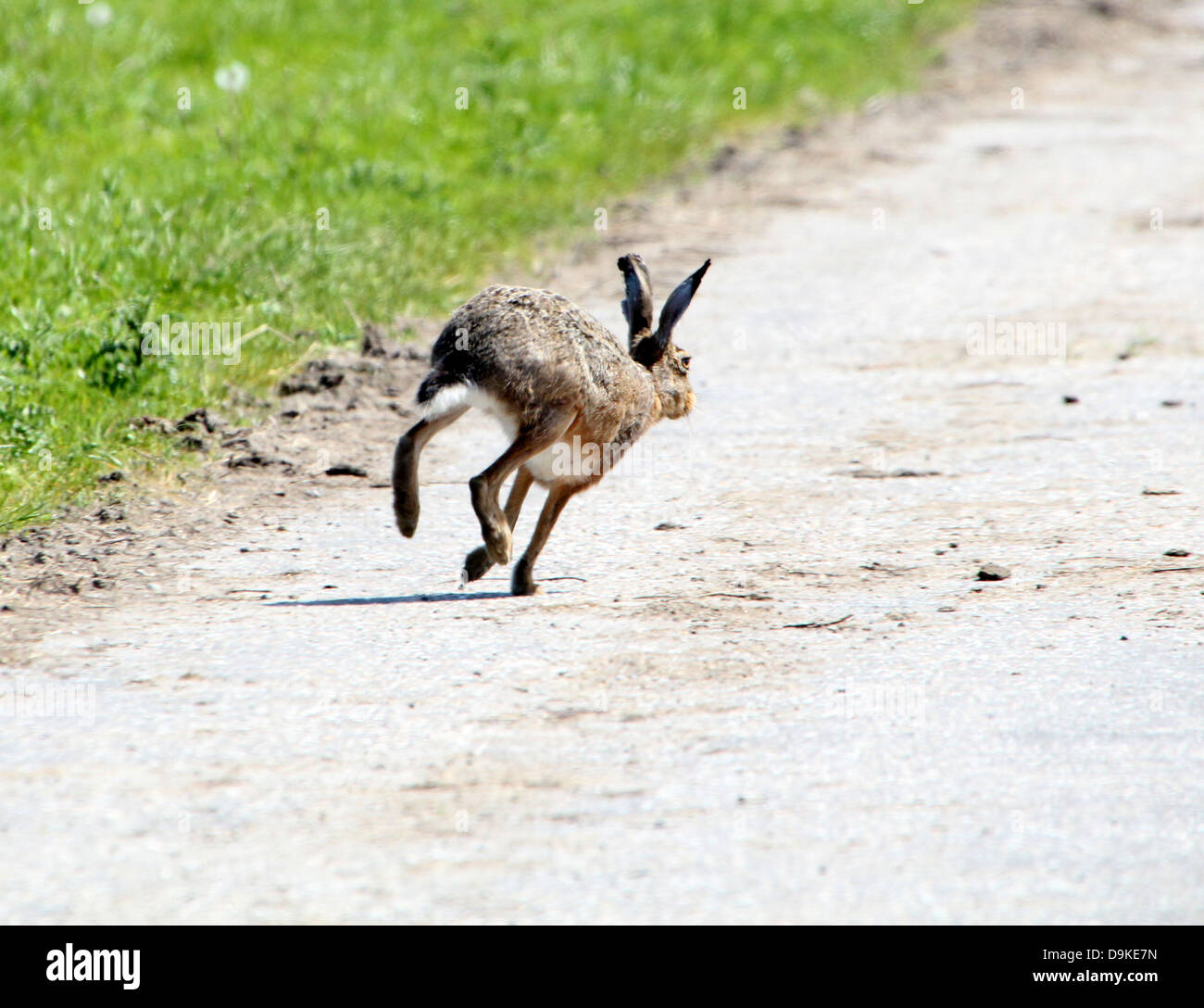 Hare Jumps High Resolution Stock Photography and Images - Alamy