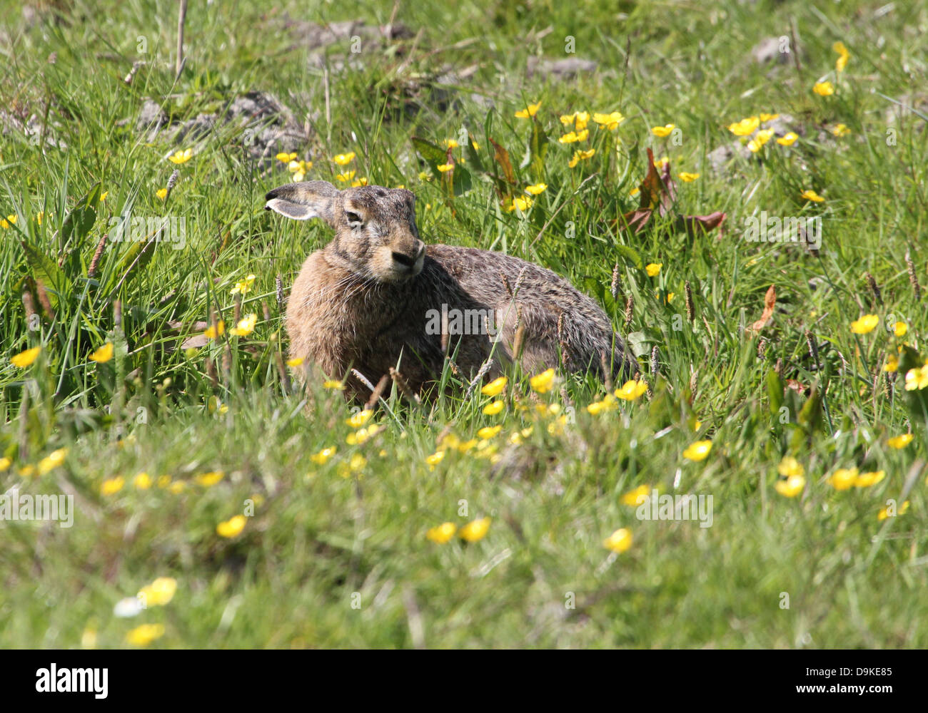 Hairy Hare High Resolution Stock Photography and Images - Alamy