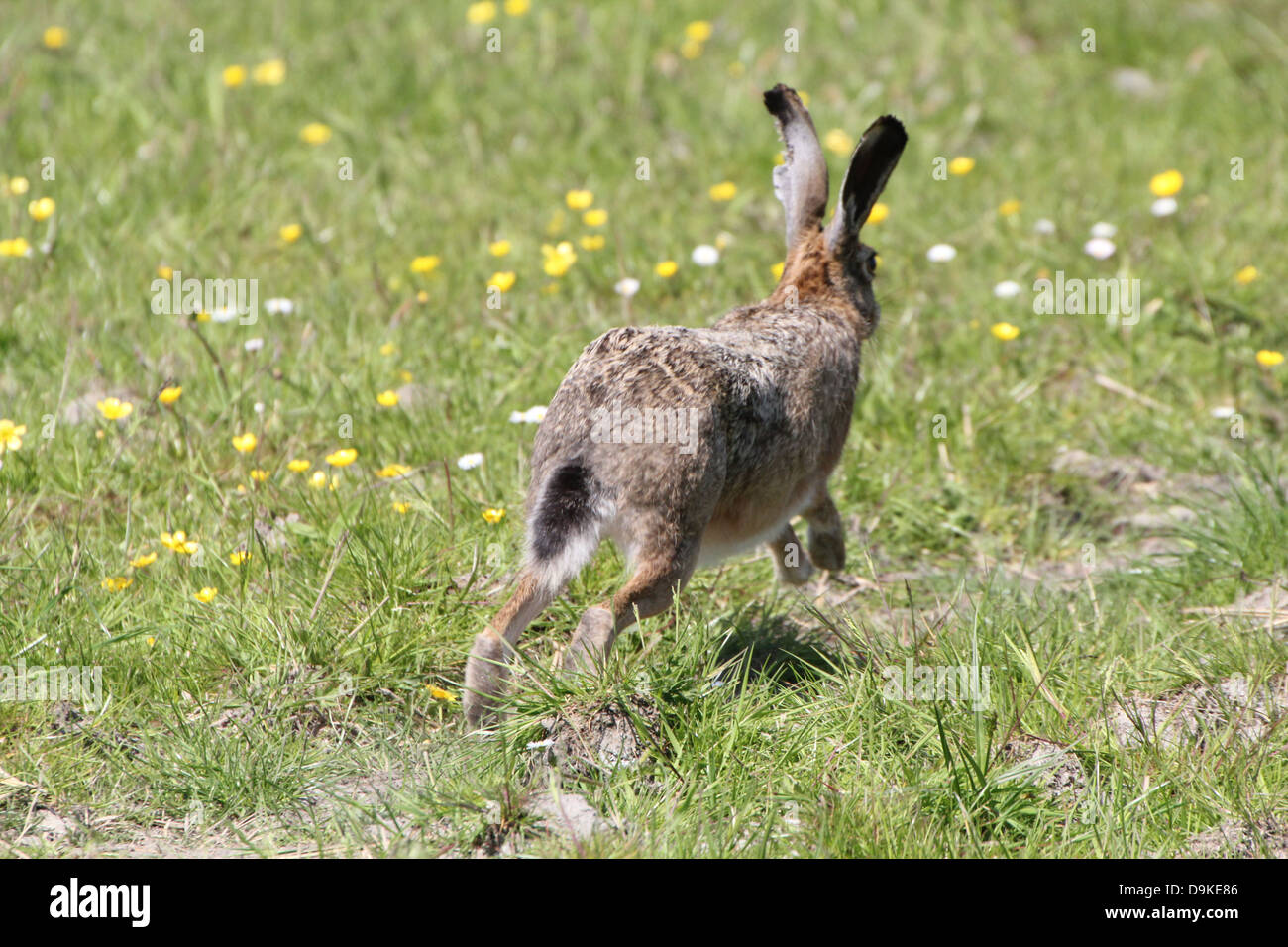 European Brown Hare (Lepus europaeus) running fast through a meadow ...
