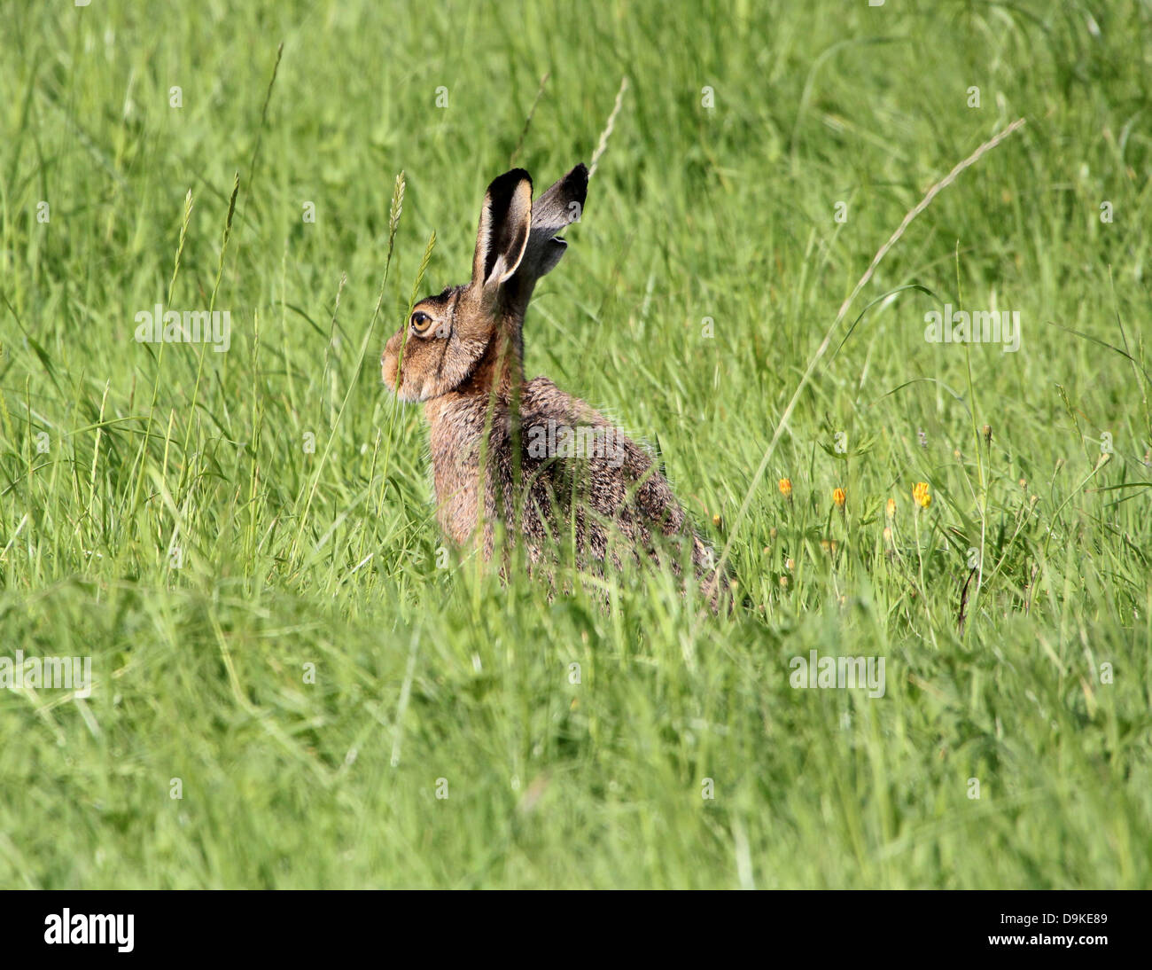 Alert European Brown Hare (Lepus europaeus) posing in a meadow Stock ...