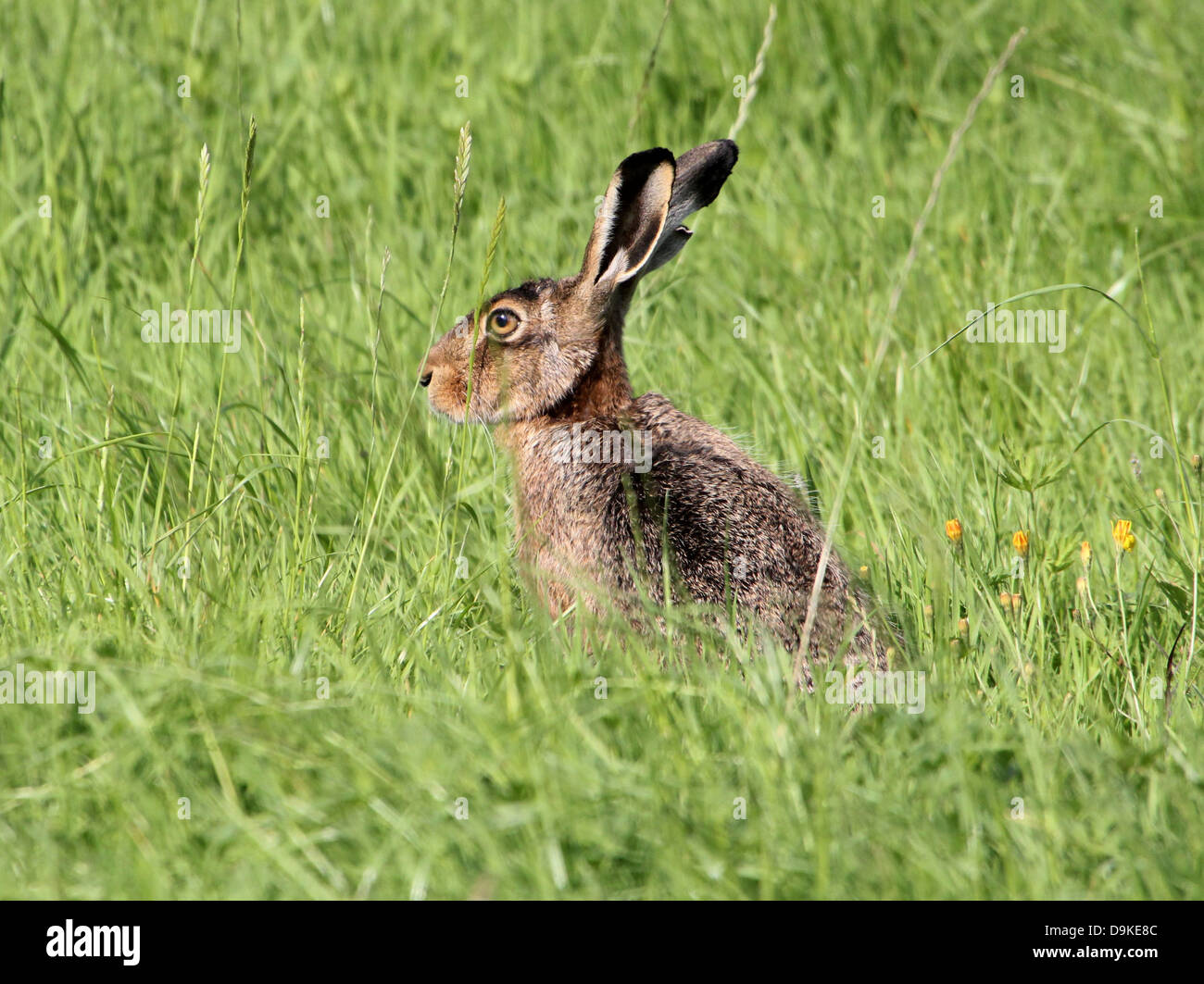 European hare feldhase hase lepus hi-res stock photography and images ...