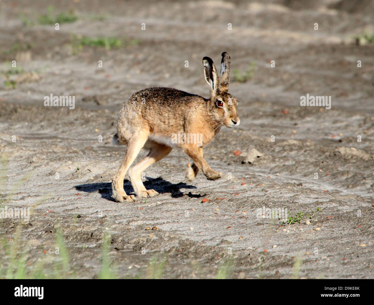 European Brown Hare (Lepus europaeus) running fast through a meadow ...
