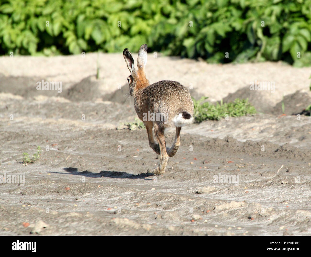 Hare jumps hi-res stock photography and images - Alamy
