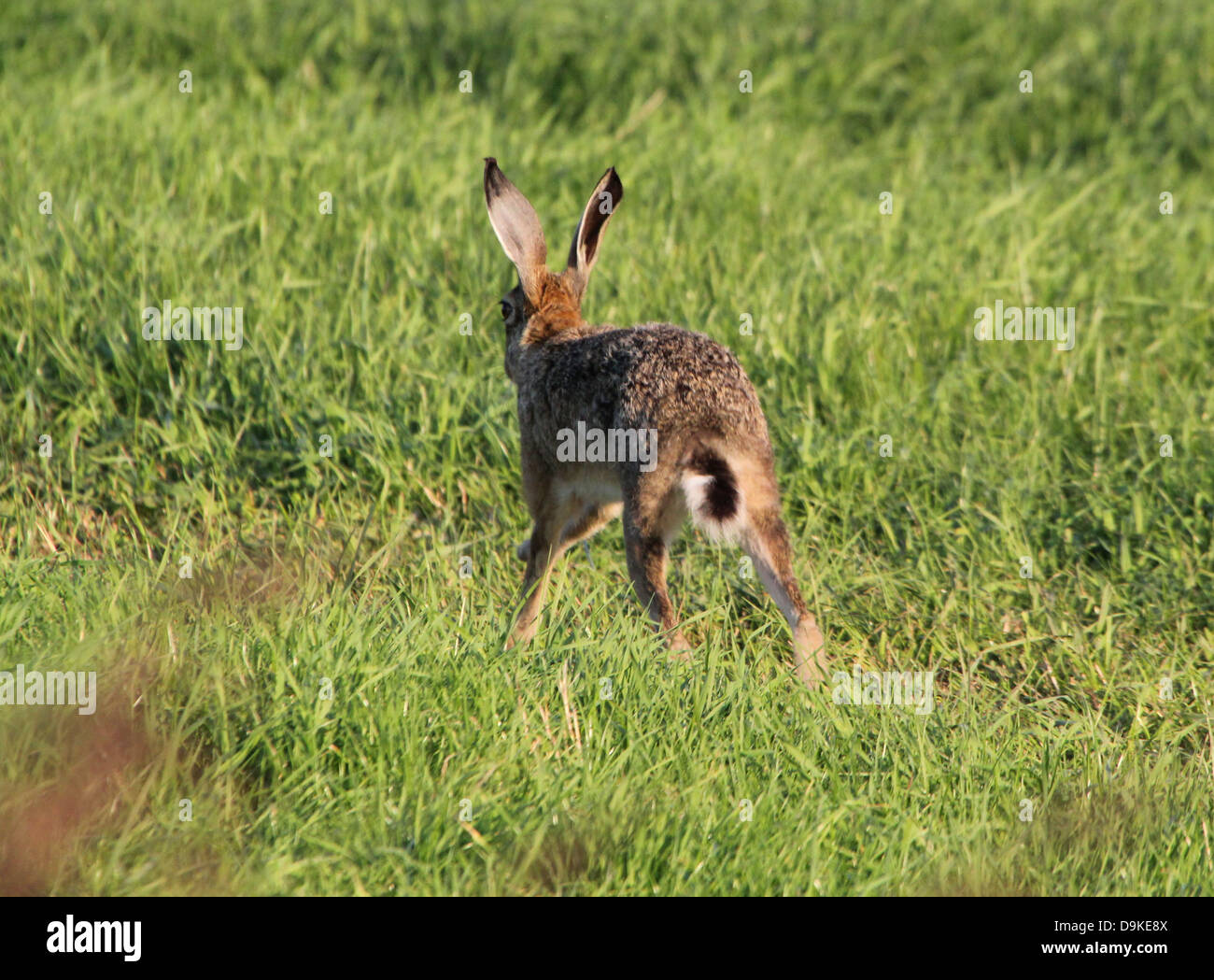 European Brown Hare (Lepus europaeus) running fast through a meadow ...