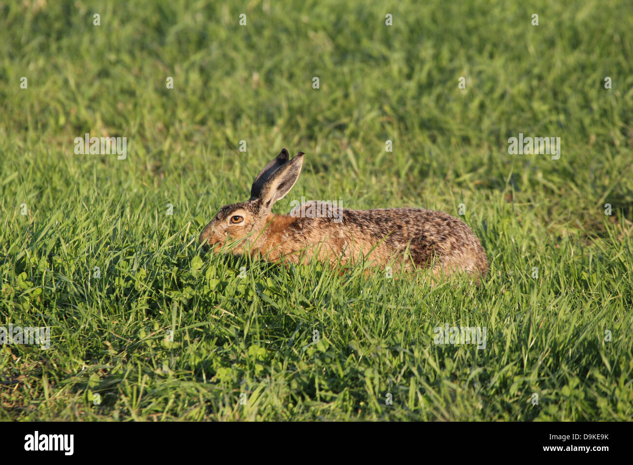 Brown hare ears down hi-res stock photography and images - Alamy