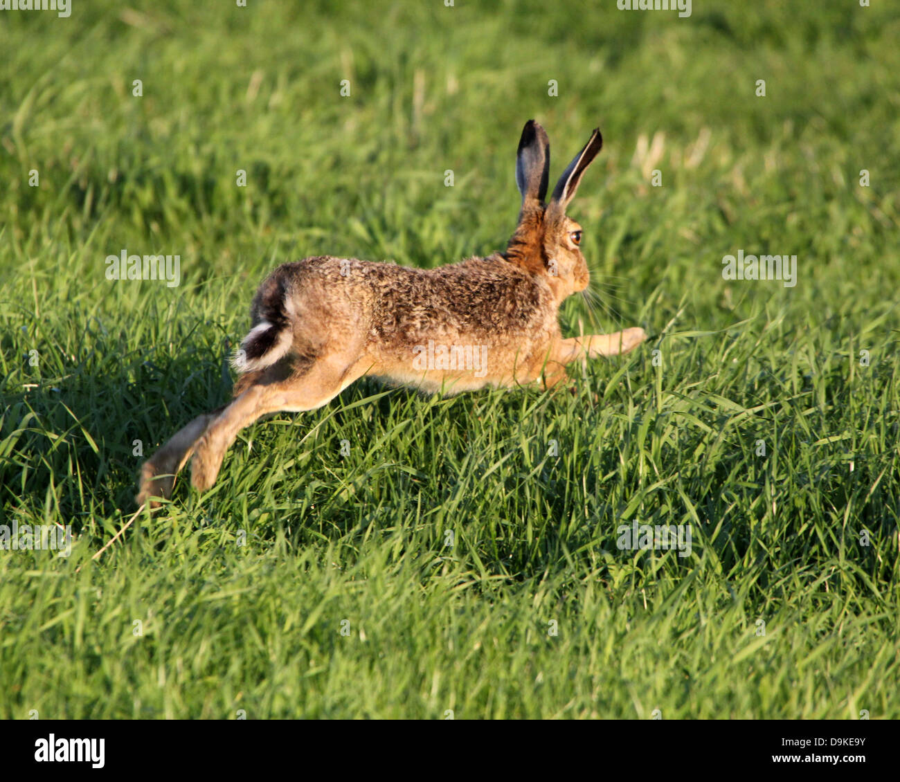 European Brown Hare (Lepus europaeus) running fast through a meadow ...