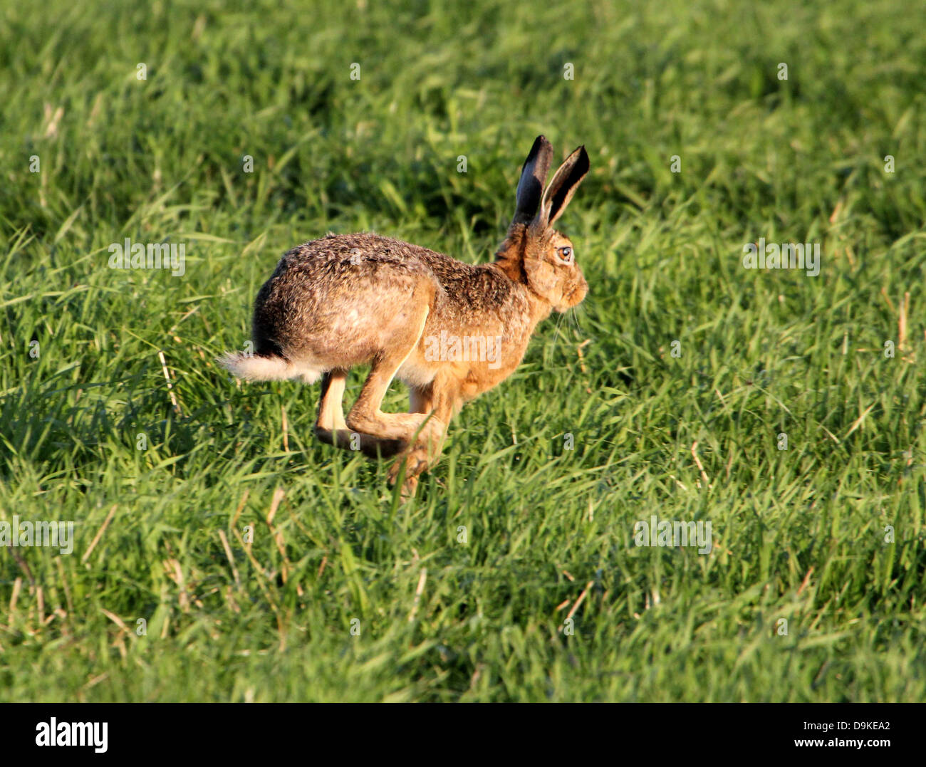 Close up brown hare lepus europaeus hi-res stock photography and images ...