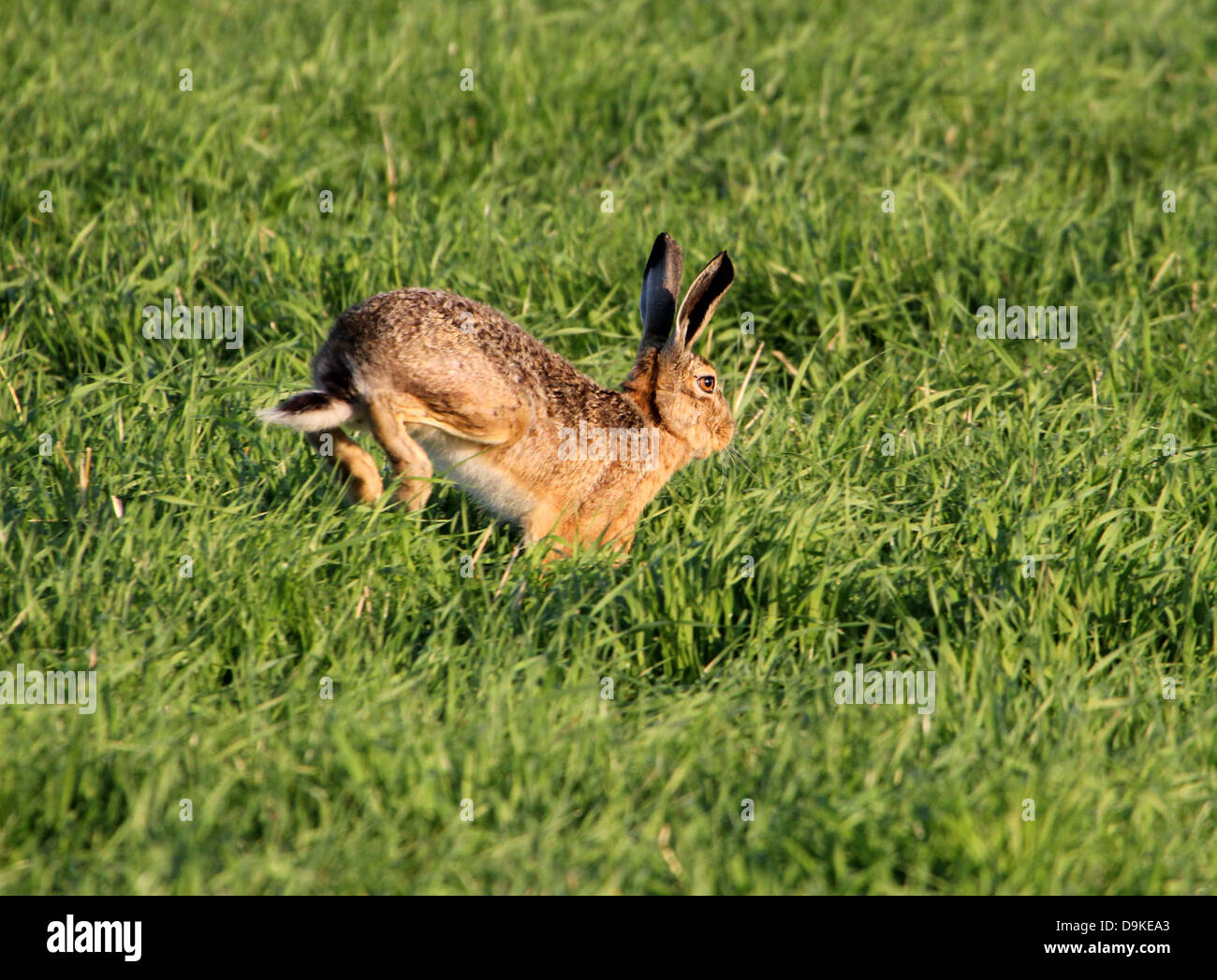 Hare jumps hi-res stock photography and images - Alamy