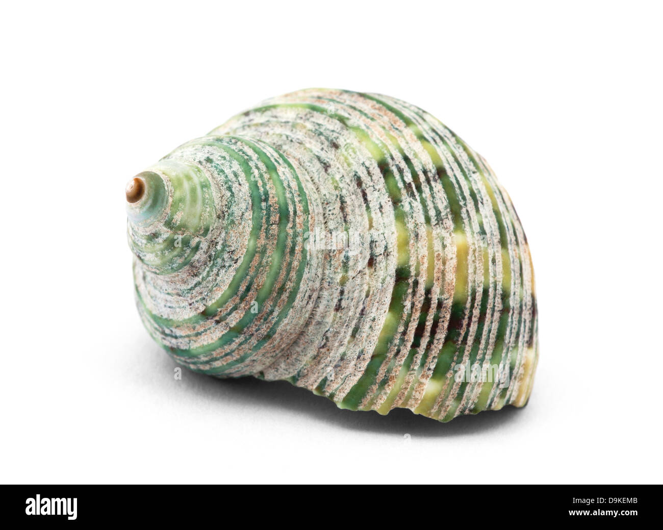Shell isolated on white Stock Photo - Alamy