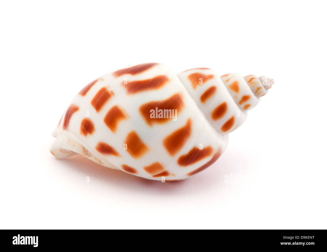 Shell isolated on white with soft shadow Stock Photo - Alamy