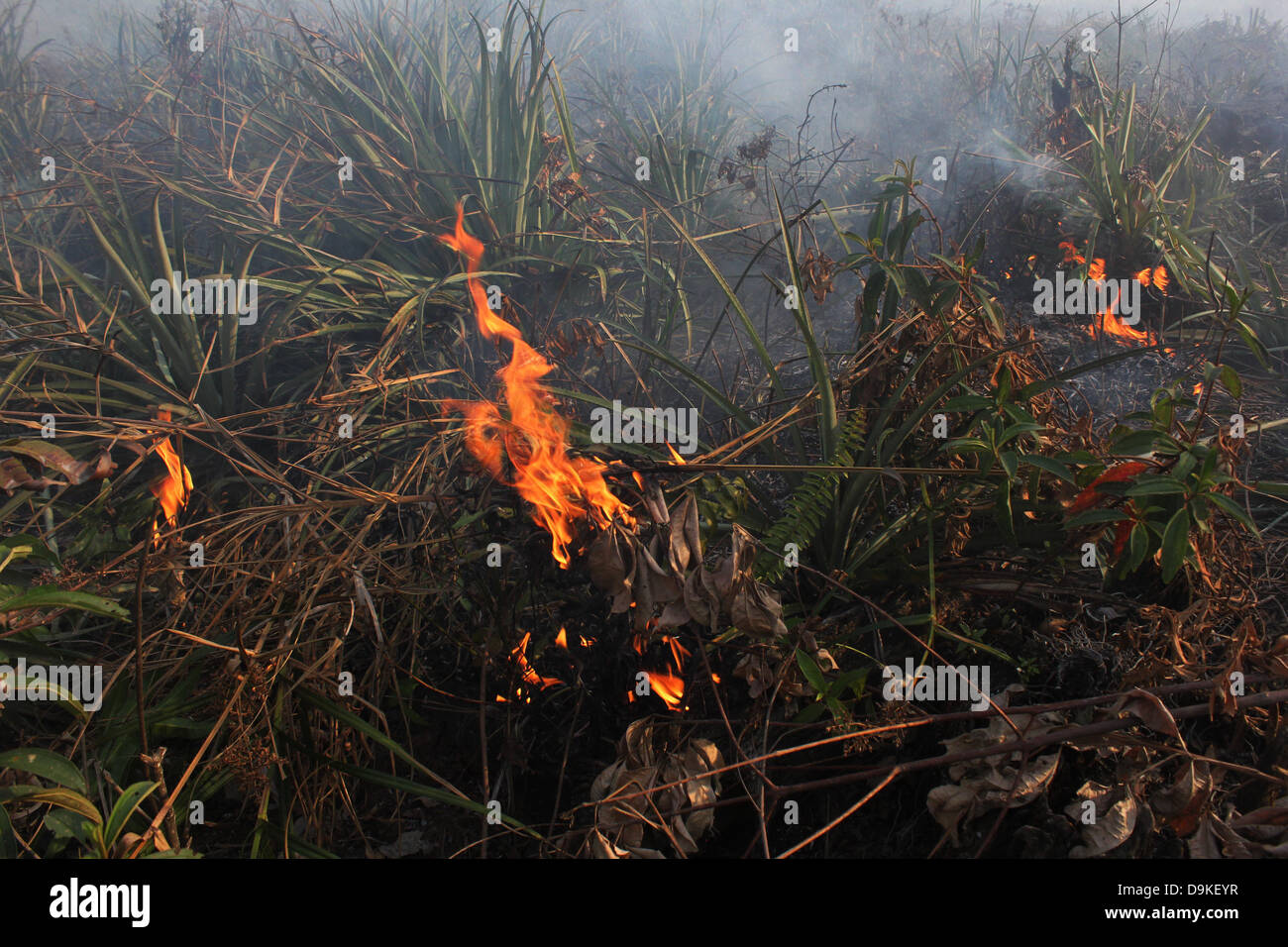 Haze from forest fires in riau hi-res stock photography and images - Alamy