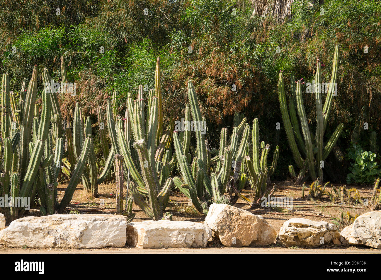 Large group of green cactus in the park Stock Photo - Alamy