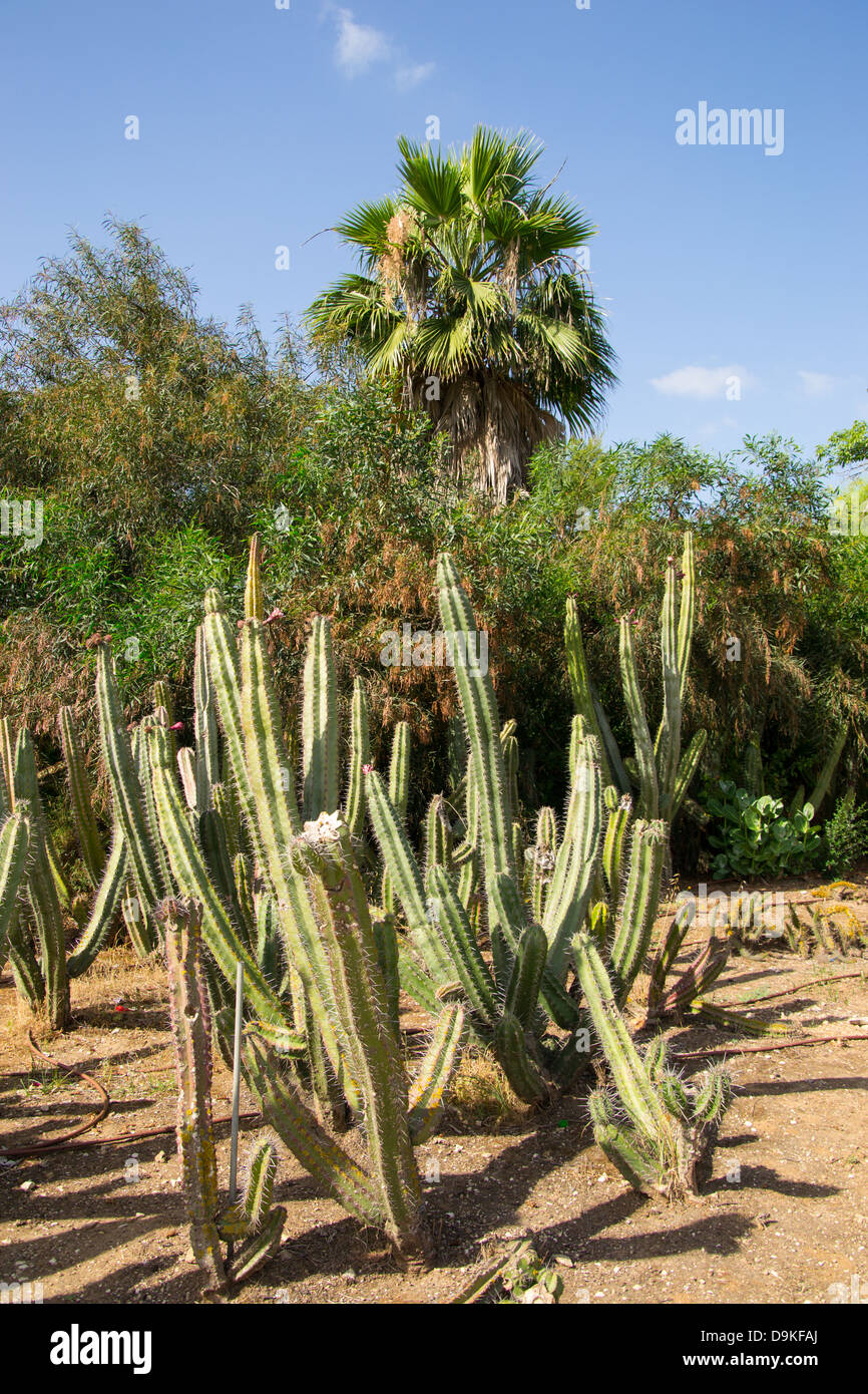 Large group of green cactus in the park Stock Photo - Alamy