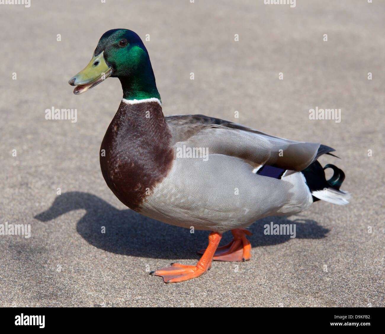 Male Malard Duck Standing With Beak Open Stock Photo - Alamy
