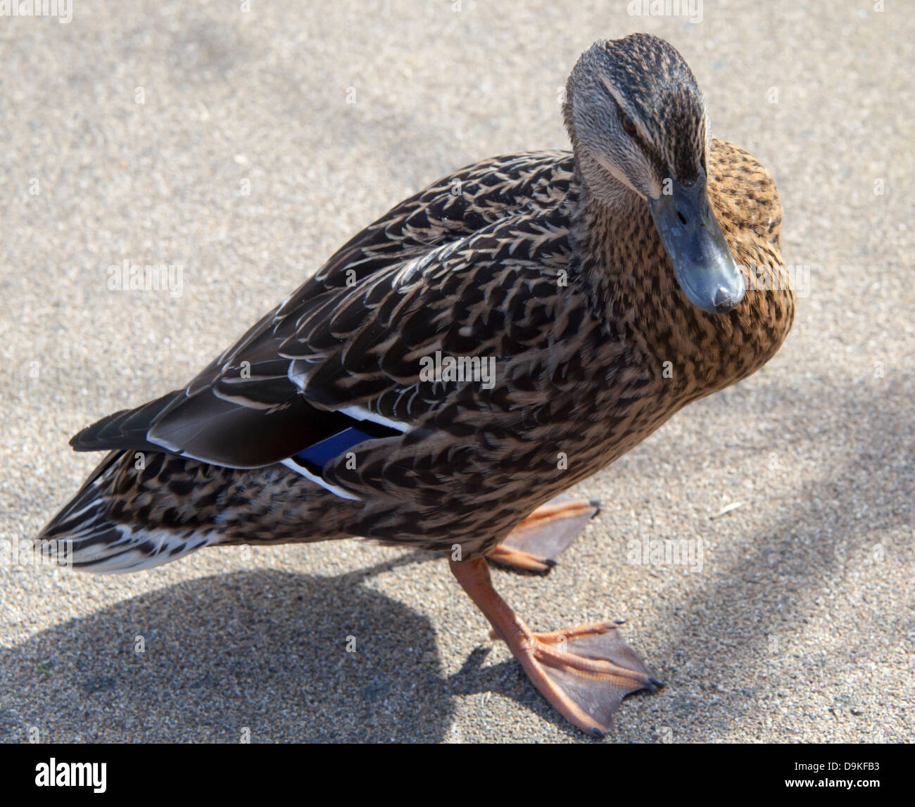 Female Malard Duck Stock Photo - Alamy