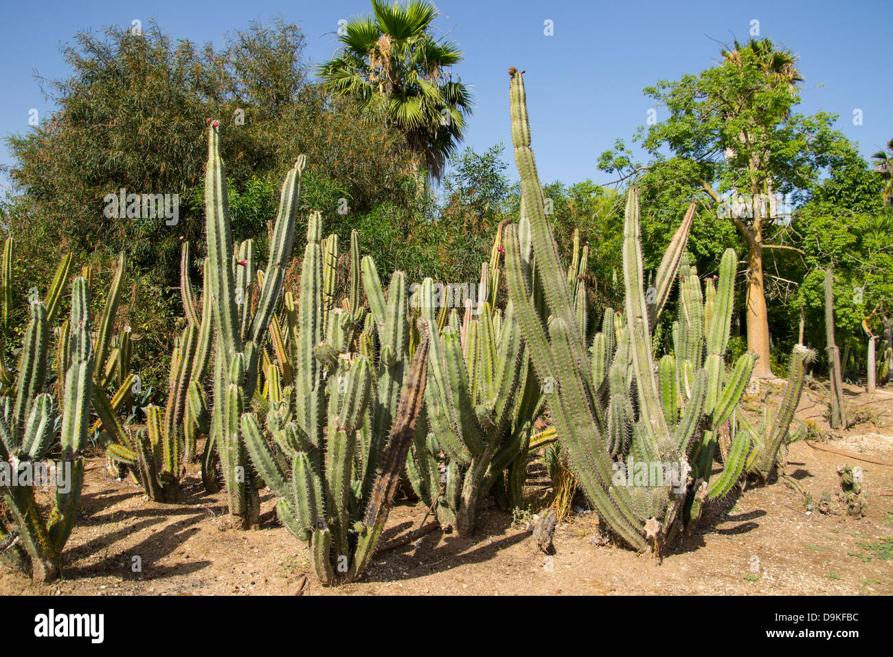 Large group of green cactus in the park Stock Photo - Alamy