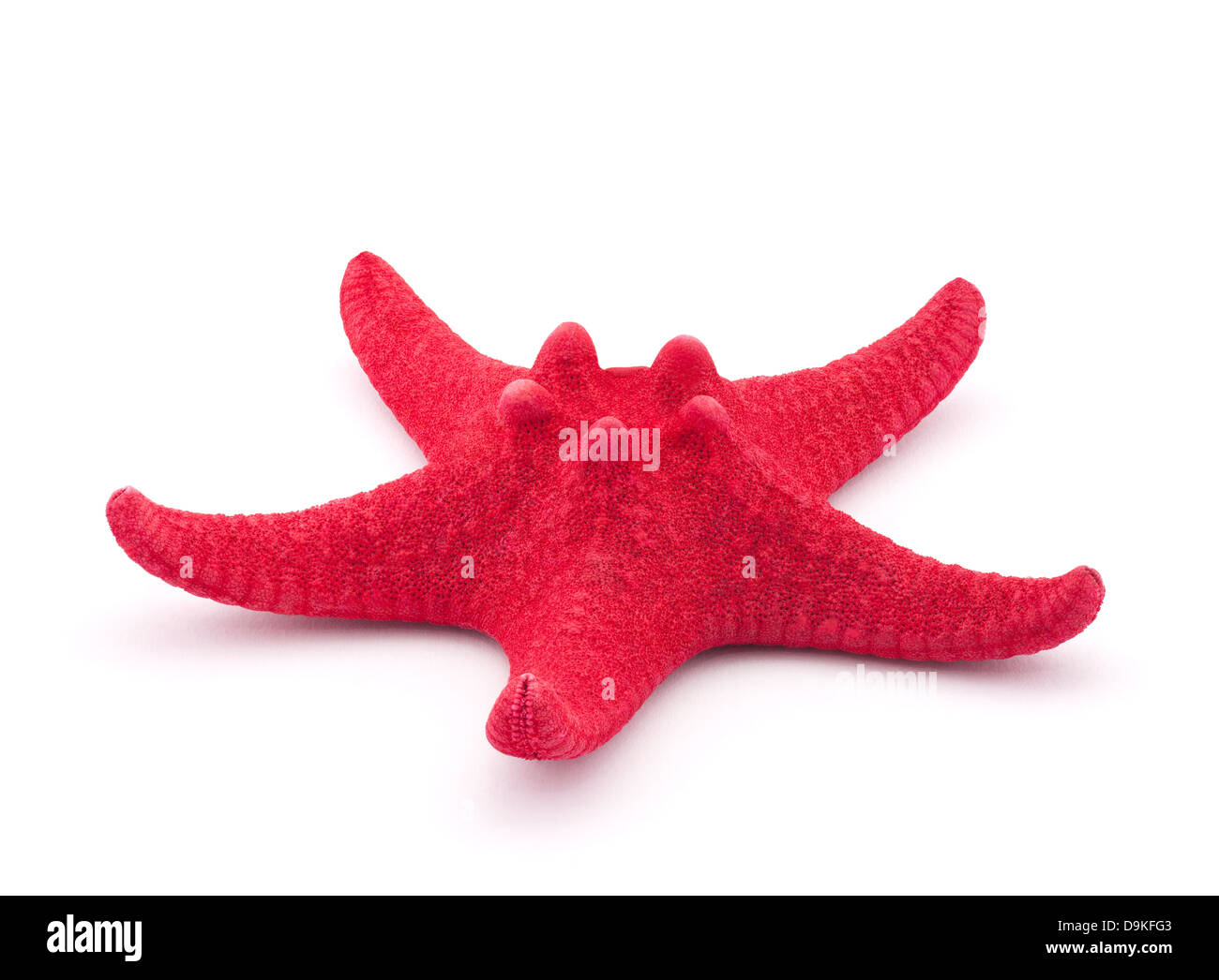Red starfish isolated on white Stock Photo - Alamy